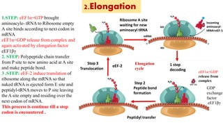 Eukaryotic translation pathway | PPTX