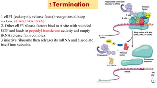 Eukaryotic translation pathway | PPTX