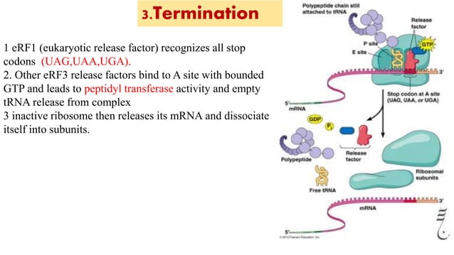 Eukaryotic translation pathway | PPT