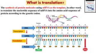 Eukaryotic translation pathway | PPTX