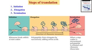 Eukaryotic translation pathway | PPTX