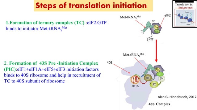 Eukaryotic translation pathway | PPTX