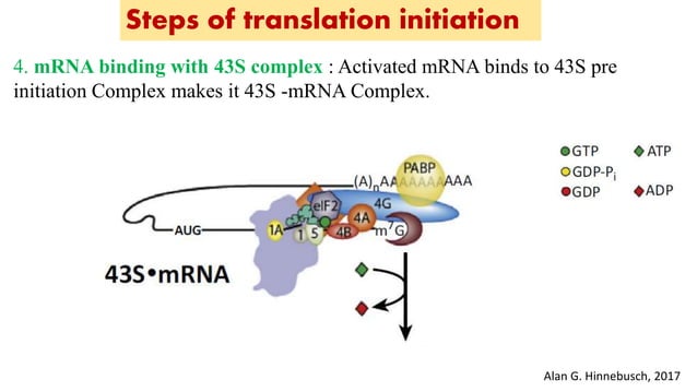 Eukaryotic translation pathway | PPTX