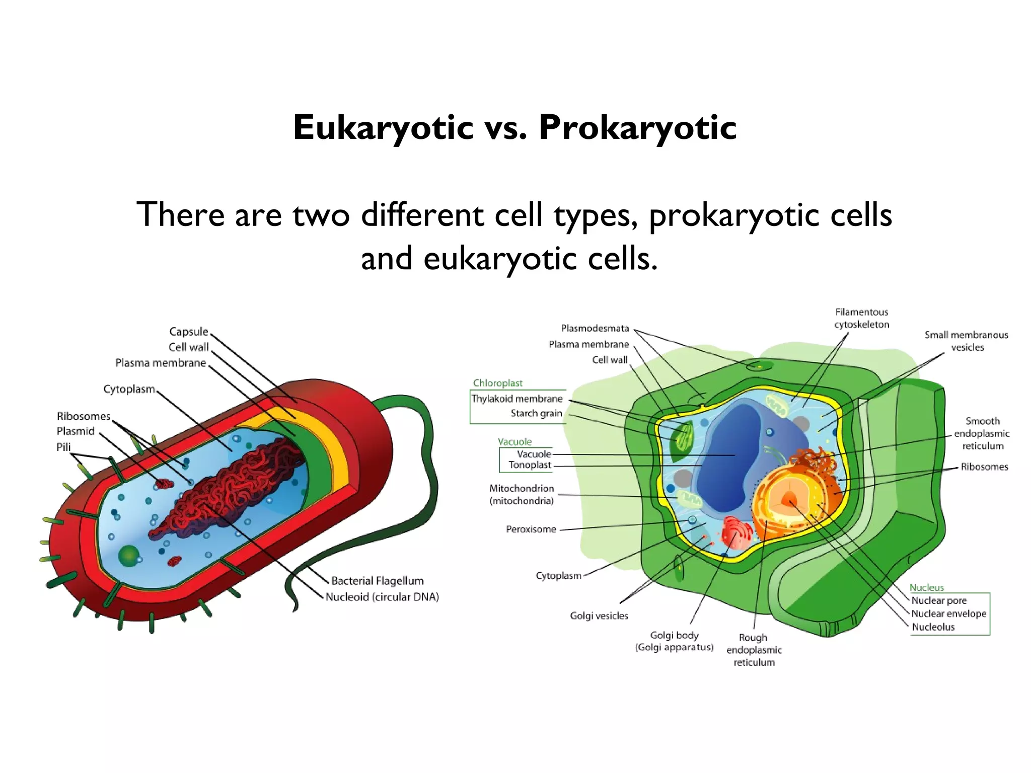 Eukaryoticvsprokaryotic | PPT