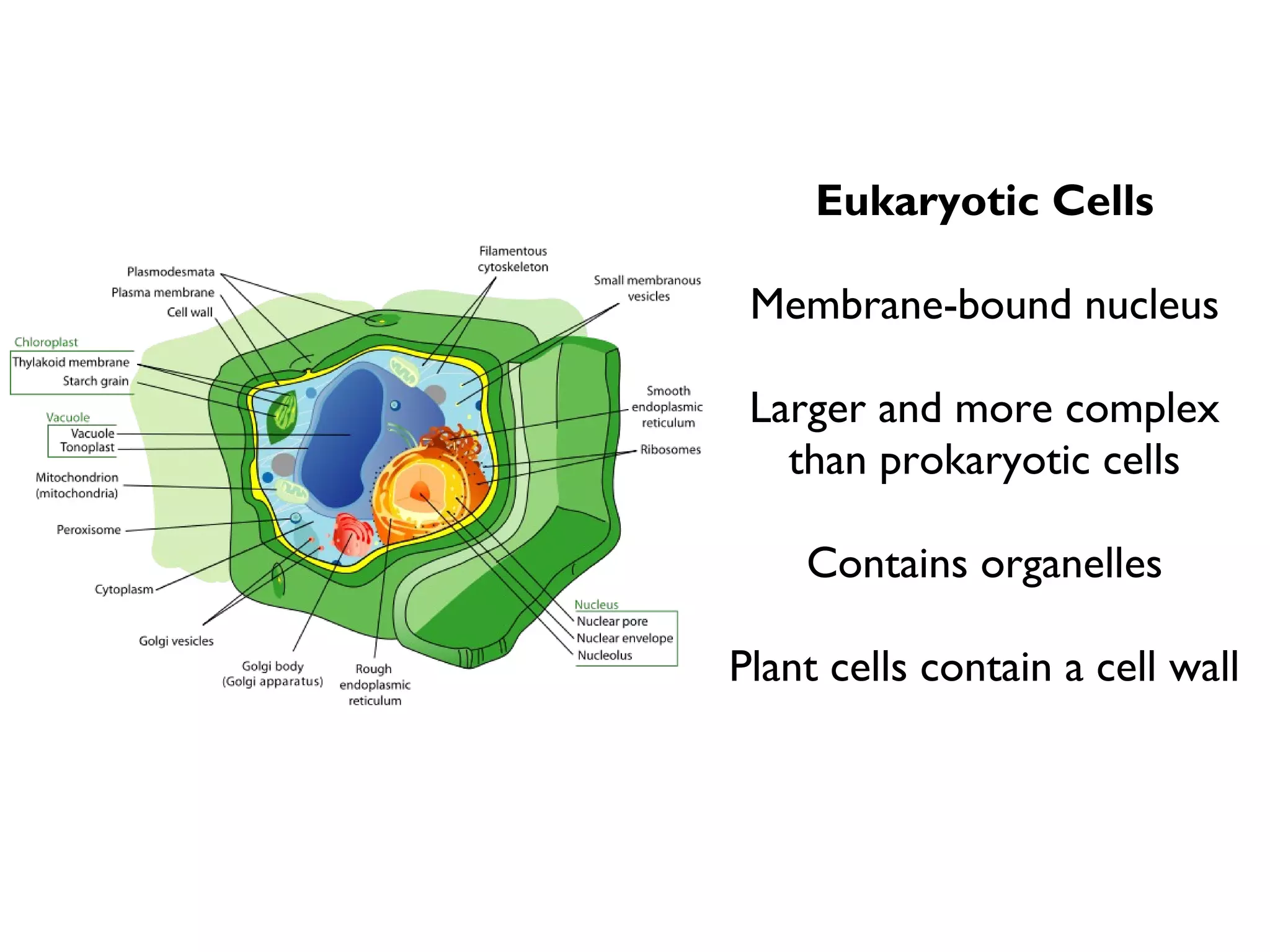 Eukaryoticvsprokaryotic | PPT