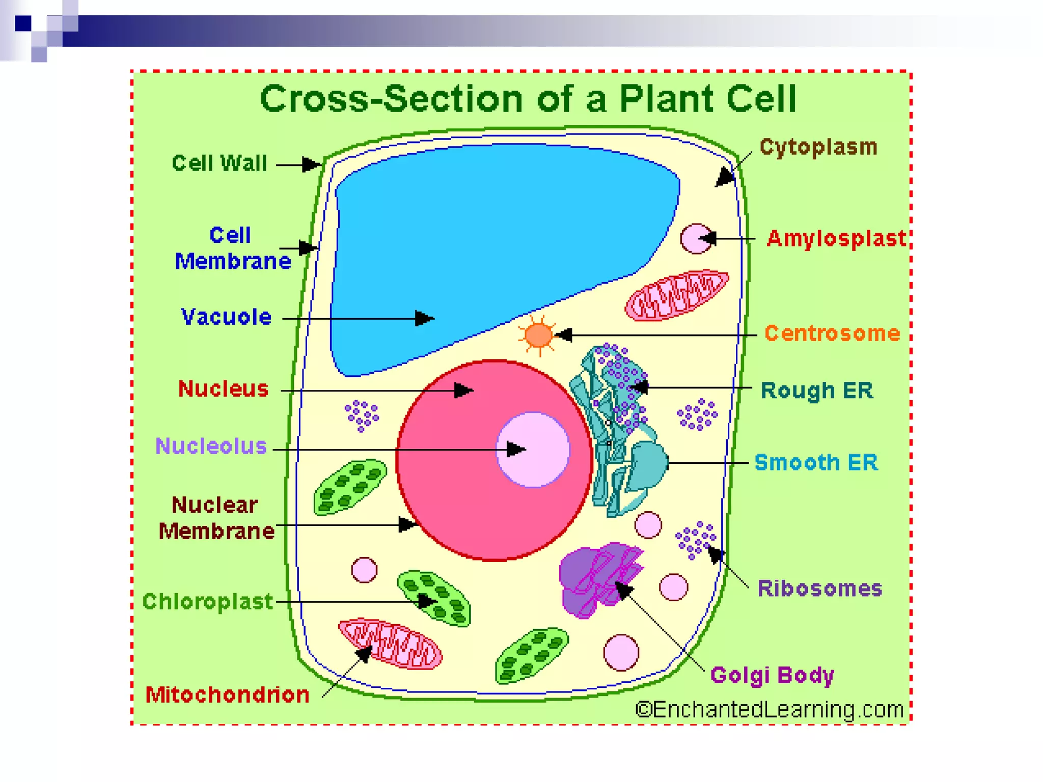 Eukaryotic vs Prokaryotic Cells.ppt