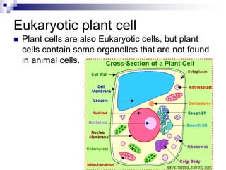 Eukaryotic vs Prokaryotic Cells.ppt