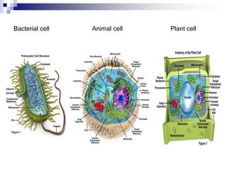 Eukaryotic vs Prokaryotic Cells.ppt