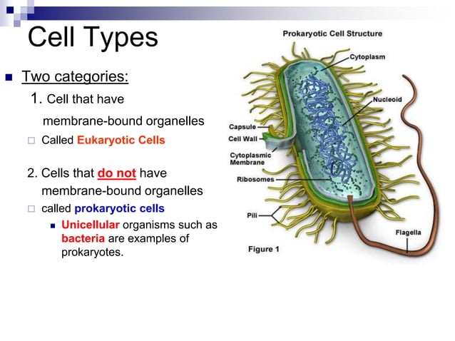 Eukaryotic vs Prokaryotic Cells.ppt