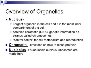 Eukaryotic vs Prokaryotic Cells.ppt