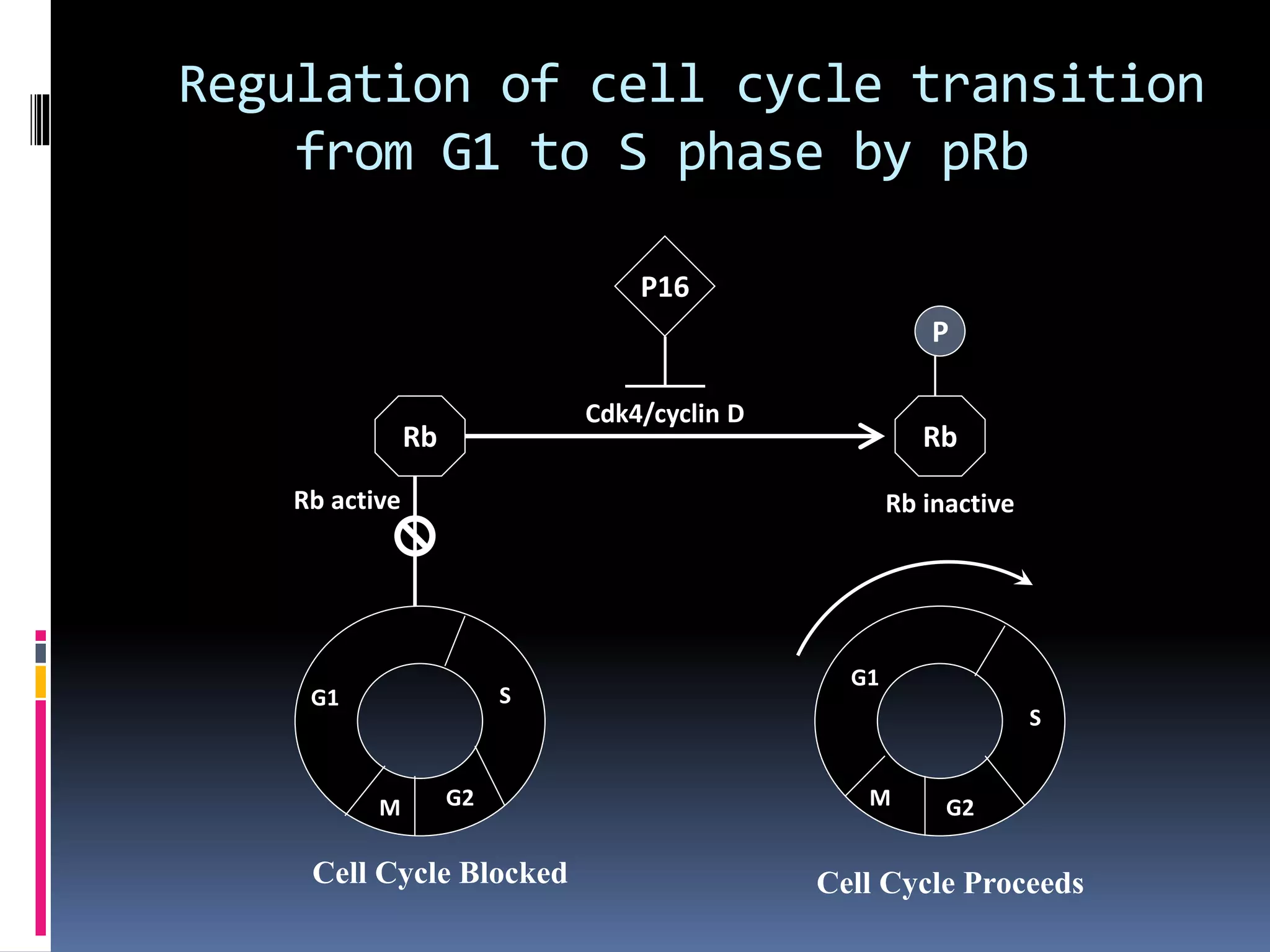 Eukayotic_cell_cycle Prashant.ppt | Biological Sciences | Science