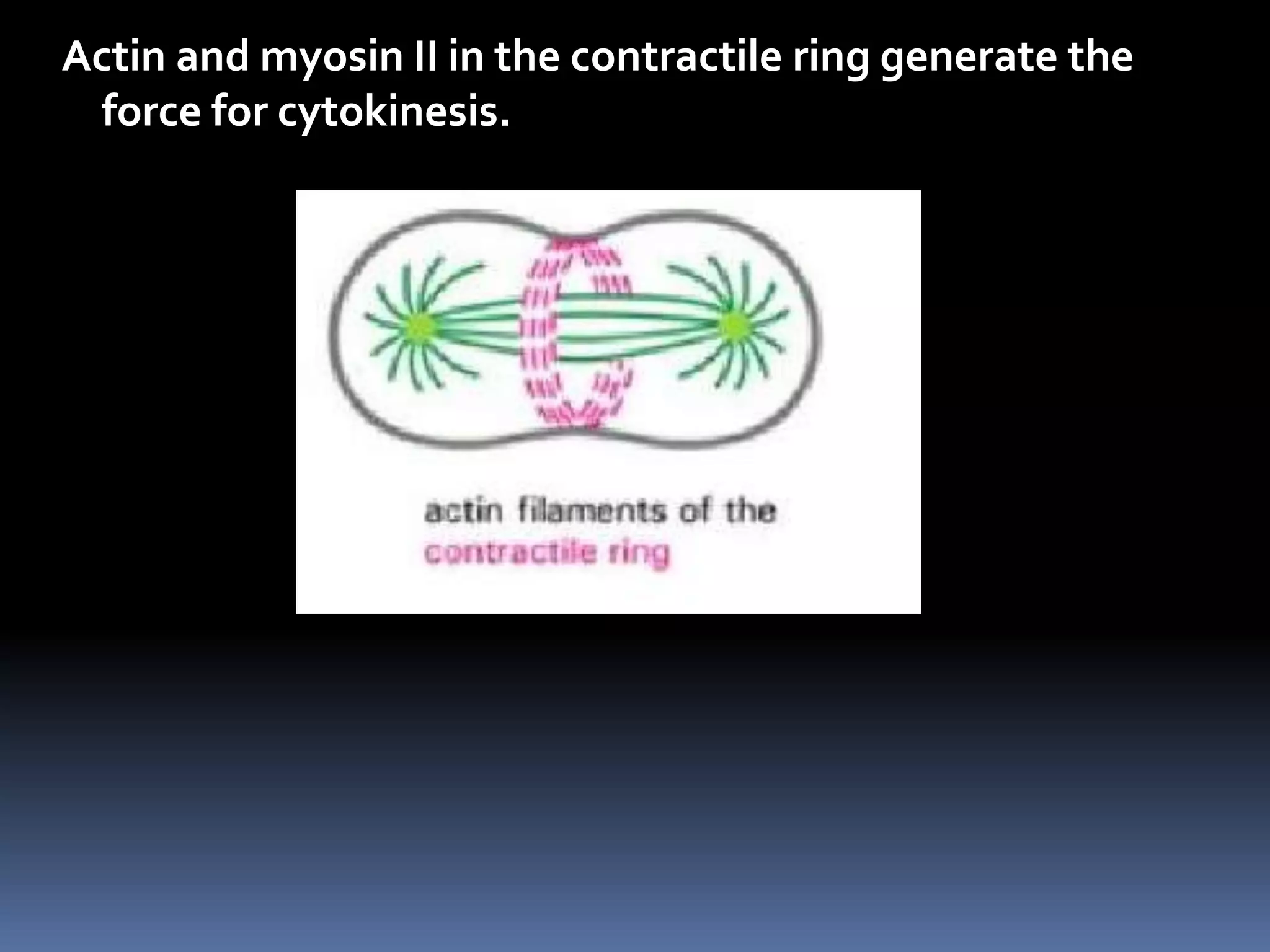 Eukayotic_cell_cycle Prashant.ppt | Biological Sciences | Science