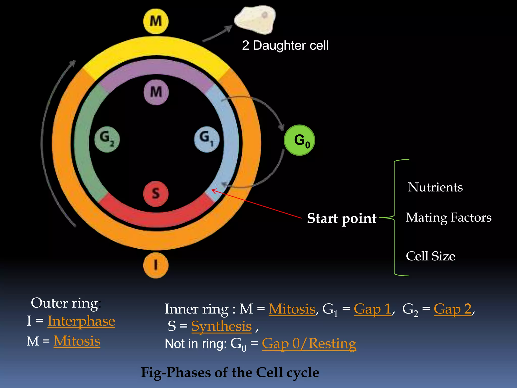 Eukayotic_cell_cycle Prashant.ppt | Biological Sciences | Science