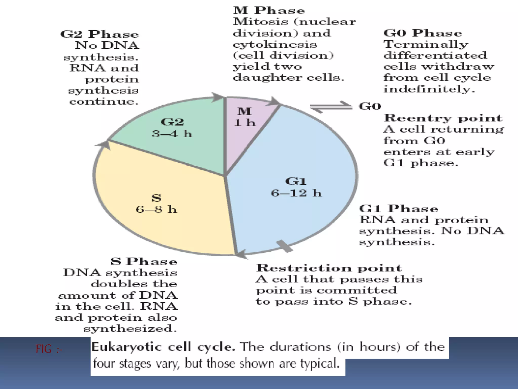 Eukayotic_cell_cycle Prashant.ppt | Biological Sciences | Science