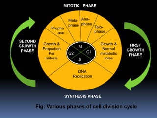 Eukayotic_cell_cycle Prashant.ppt