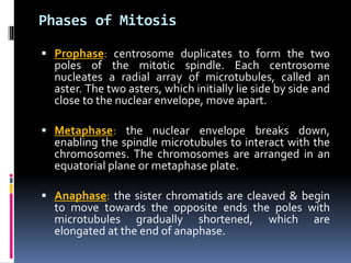Eukayotic_cell_cycle Prashant.ppt