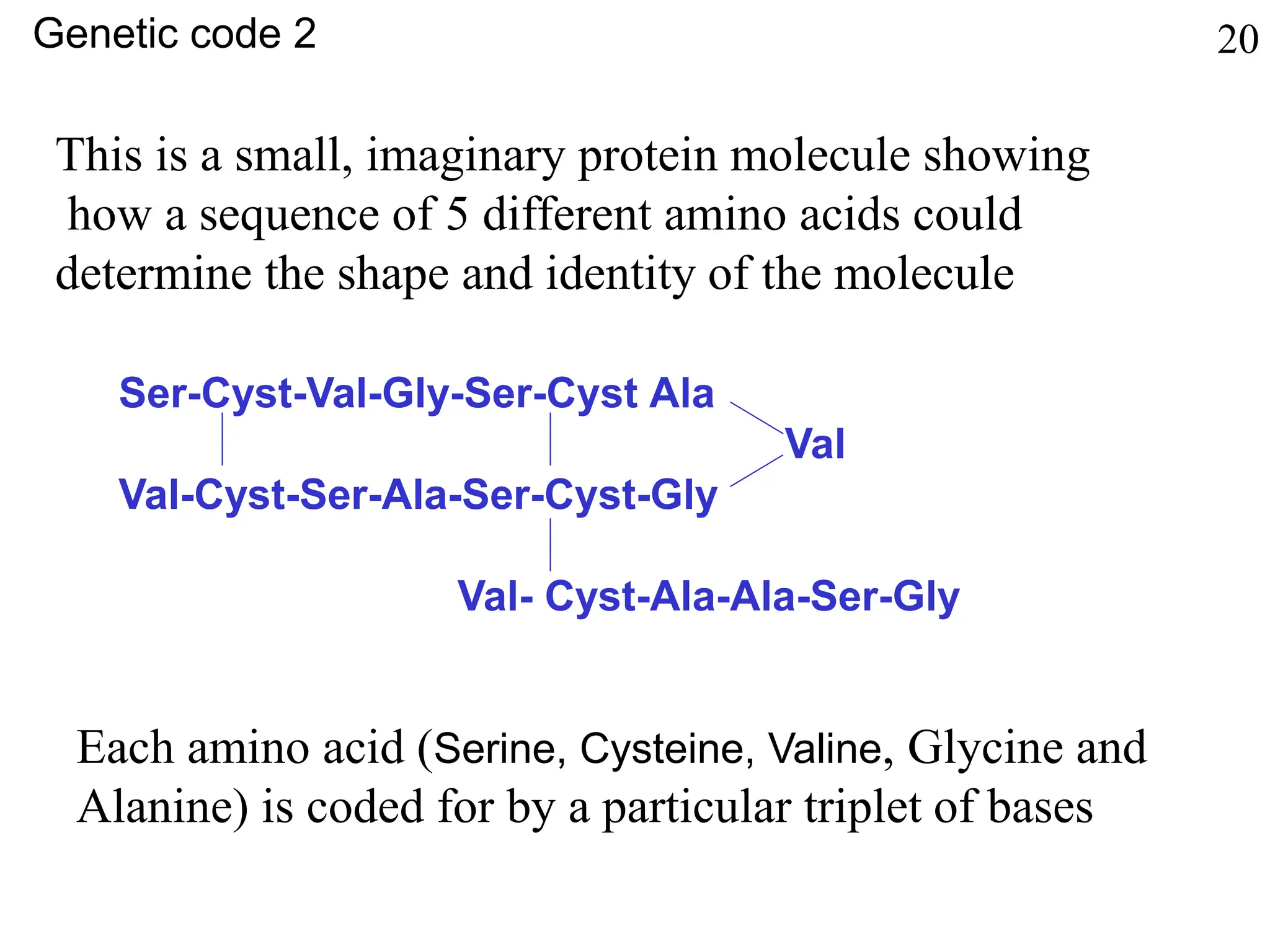 Eukaryotic gee structure versus prokaryotic gene structure | PPTX