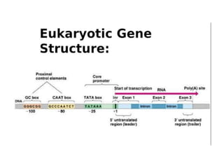 Eukaryotic gee structure versus prokaryotic gene structure | PPTX