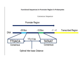 Eukaryotic gee structure versus prokaryotic gene structure | PPTX