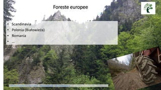EU legislation on deforestattion.pptx
