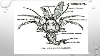 Euparagus (GHermit crab) | PPT