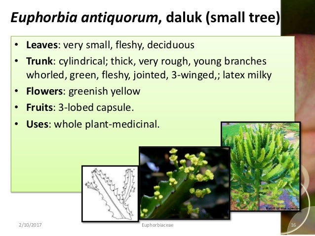Euphorbiaceae Description Taxonomy Examples Britannica