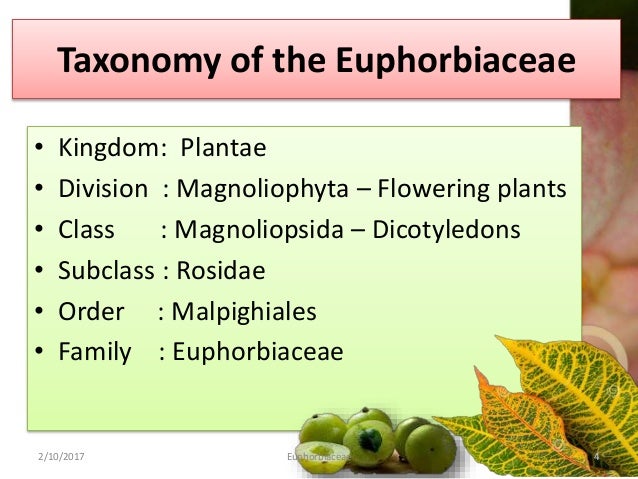 Euphorbiaceae Description Taxonomy Examples Britannica