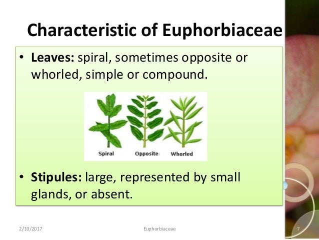 Euphorbiaceae Description Taxonomy Examples Britannica