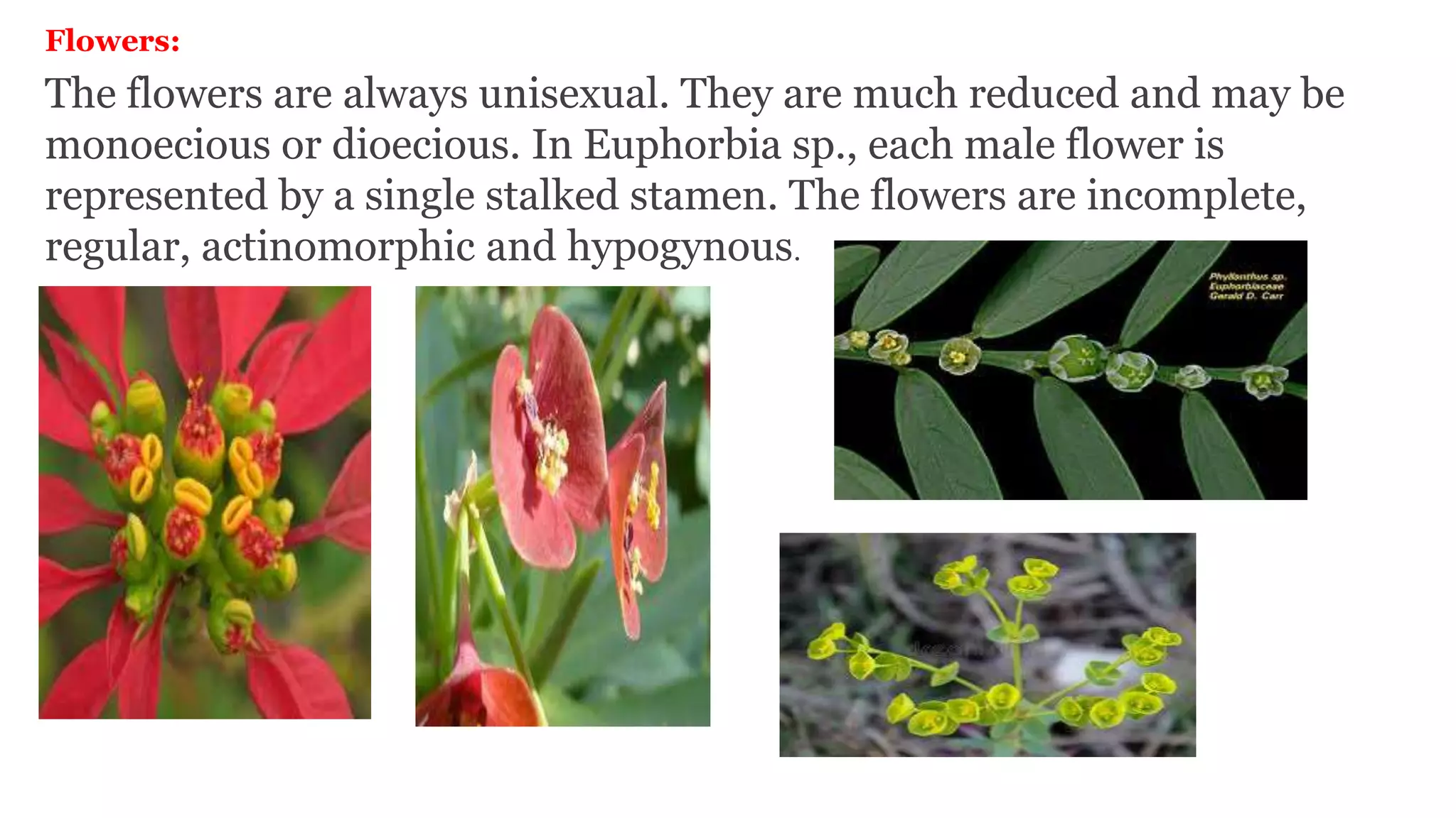 Euphorbiaceae | PPTX
