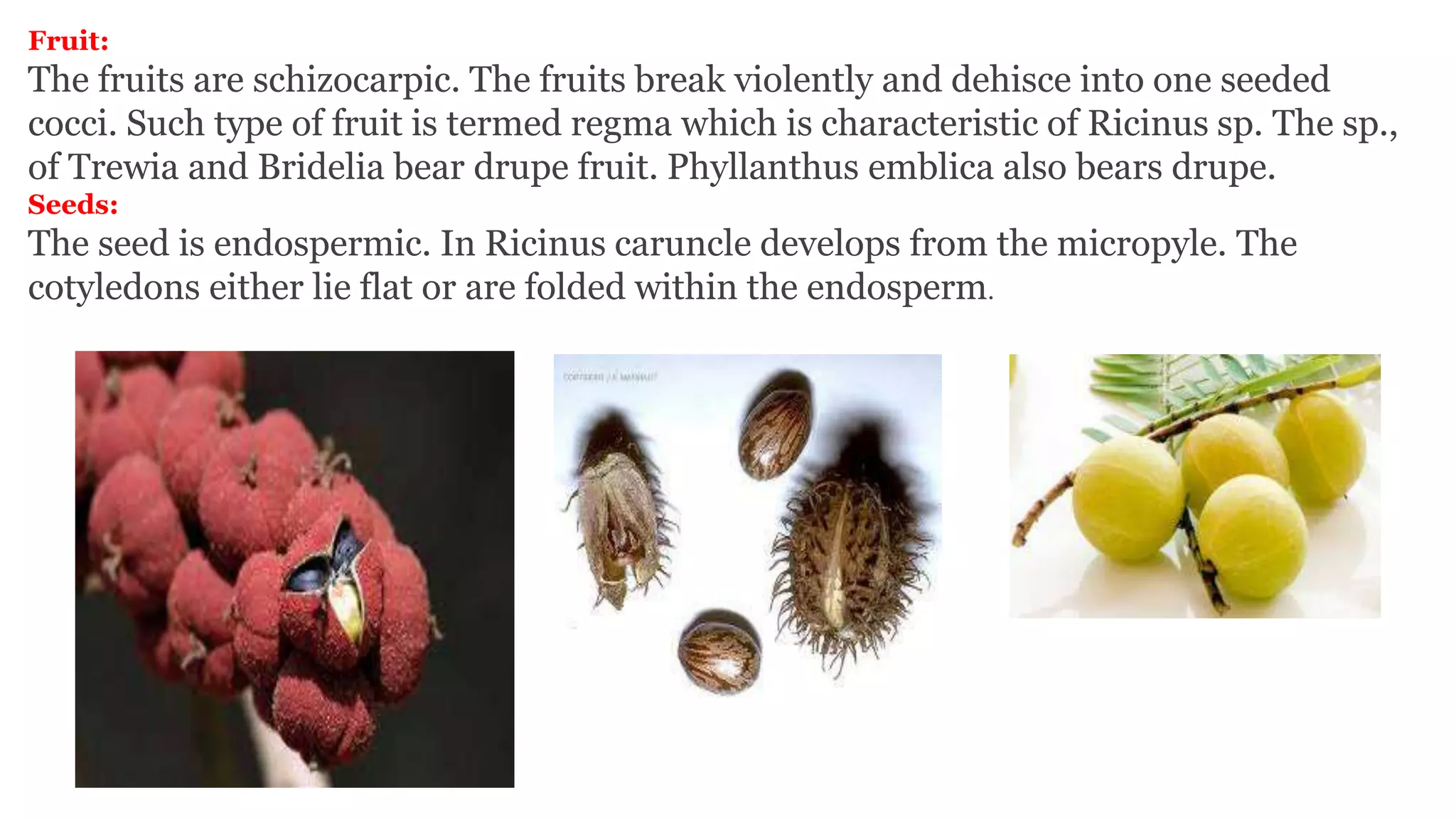 Euphorbiaceae | PPTX