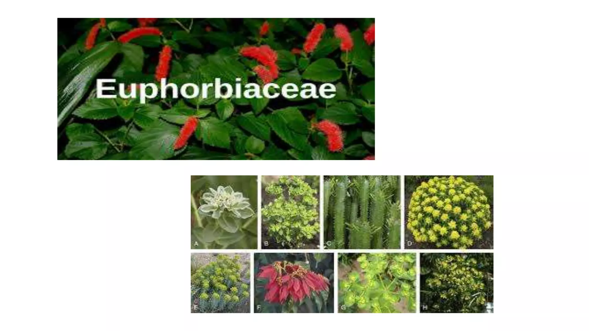 Euphorbiaceae | PPTX