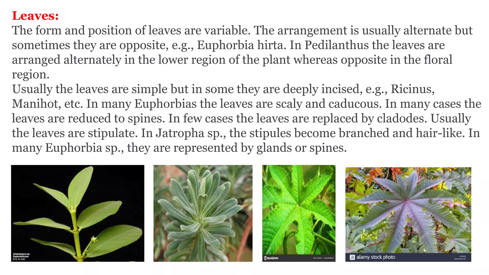 Euphorbiaceae | PPTX