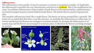 Euphorbiaceae | PPTX