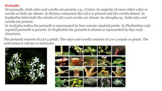 Euphorbiaceae | PPTX