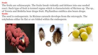 Euphorbiaceae | PPTX