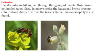 Euphorbiaceae | PPTX