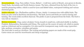 Euphorbiaceae | PPTX