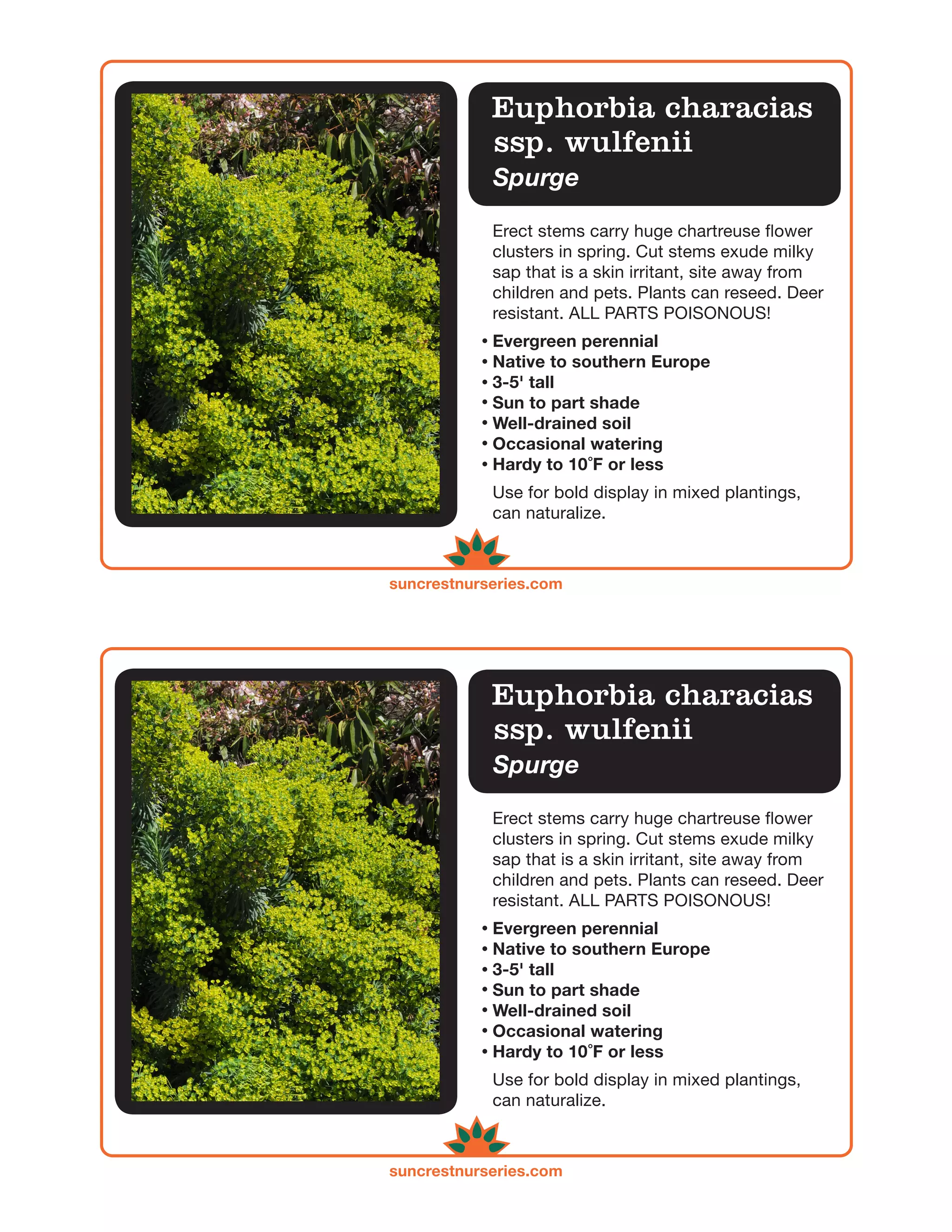 Euphorbia characias ssp. wulfenii label | PDF