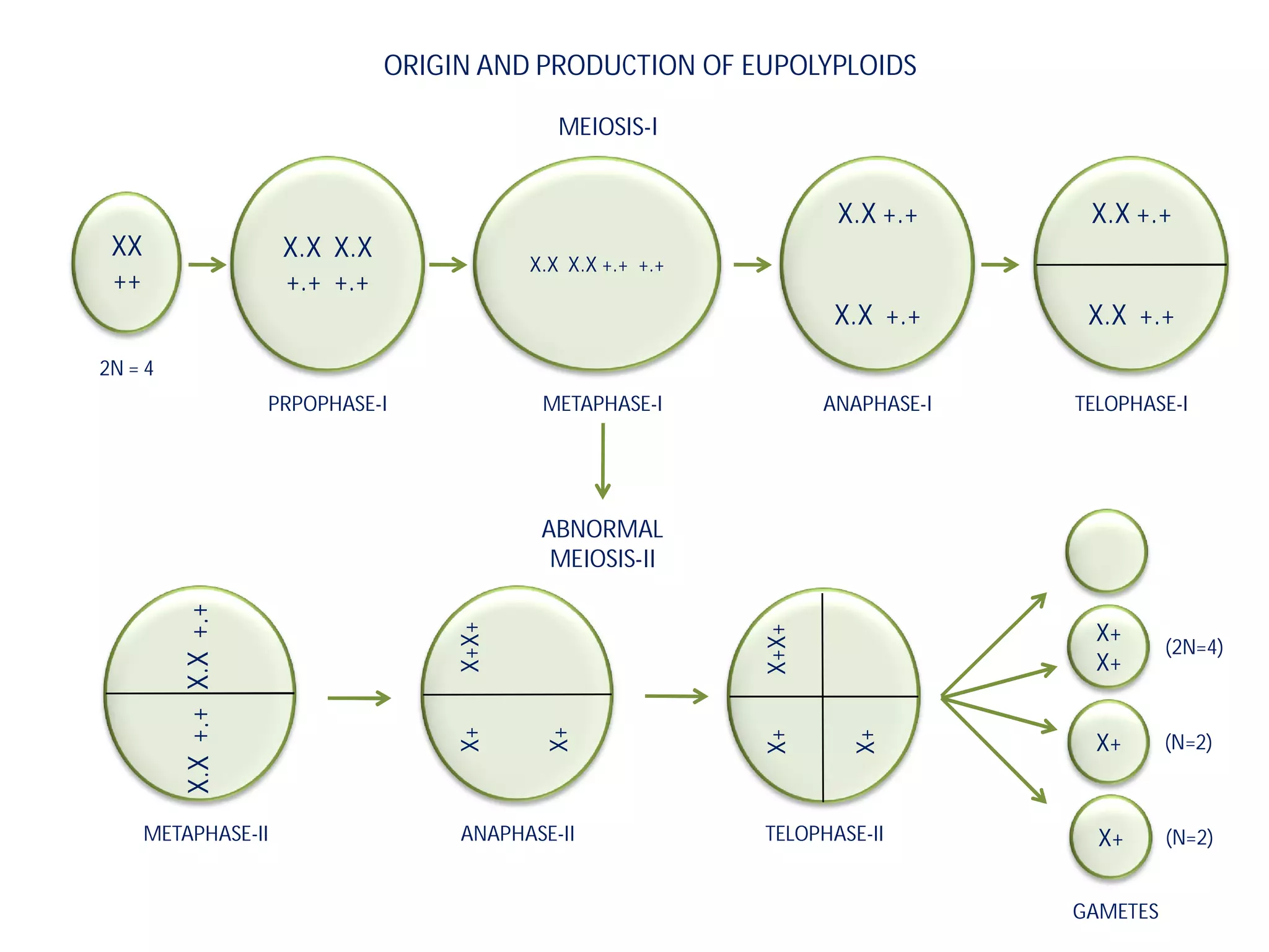 Euploidy and aneuploidy | PDF