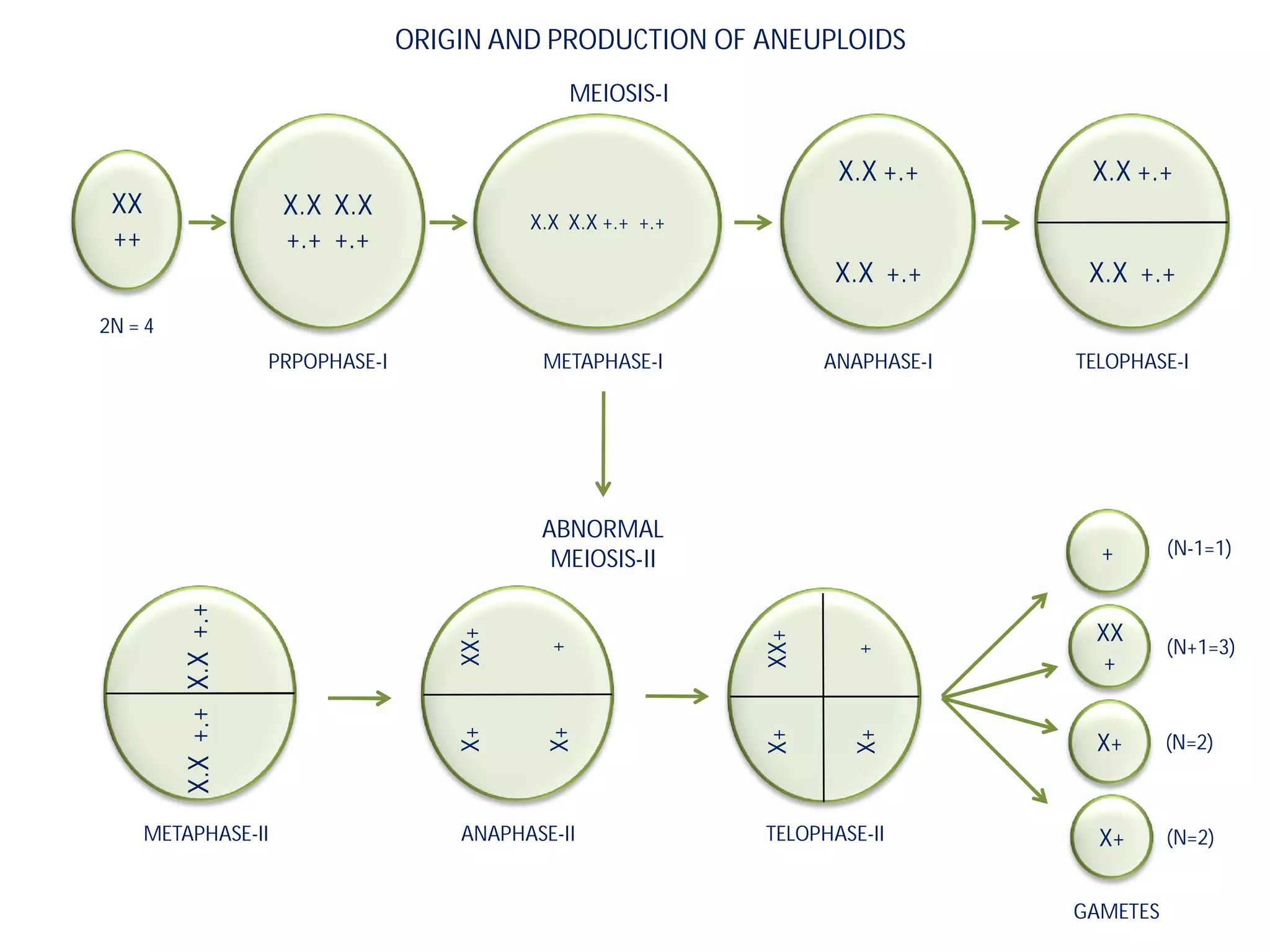Euploidy and aneuploidy | PDF