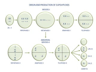 Euploidy and aneuploidy | PDF