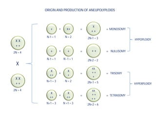 Euploidy and aneuploidy | PDF