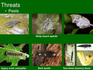 European beech (Fagus sylvatica L.) | PPT