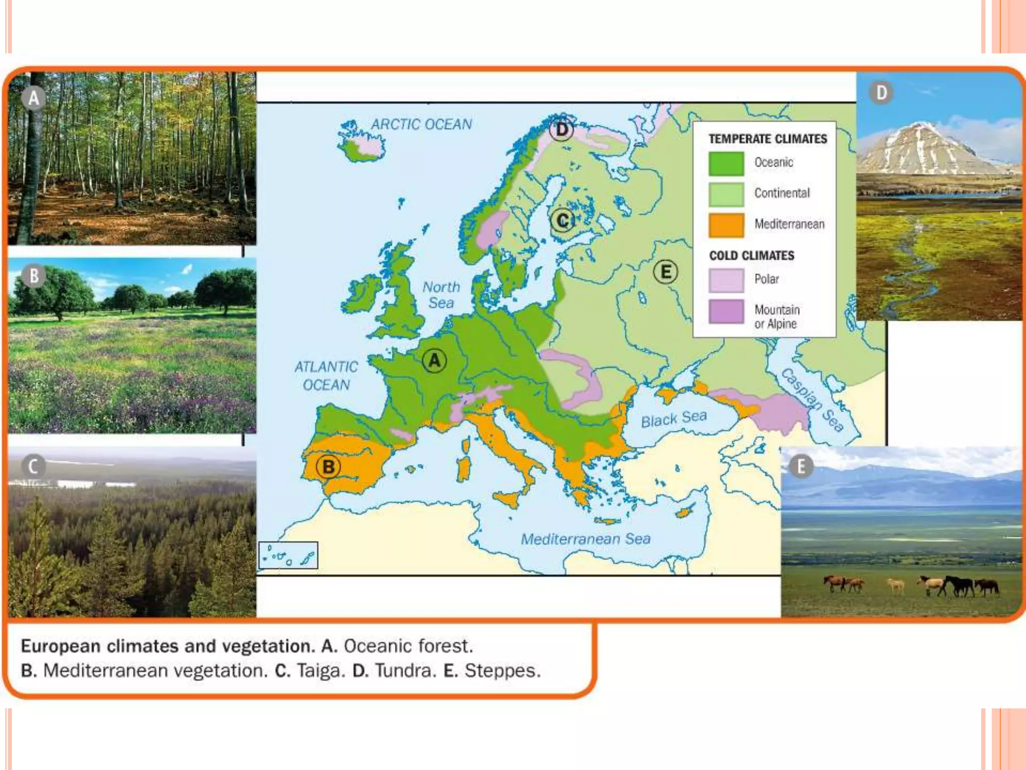 European climate and vegetation ppt | PPTX
