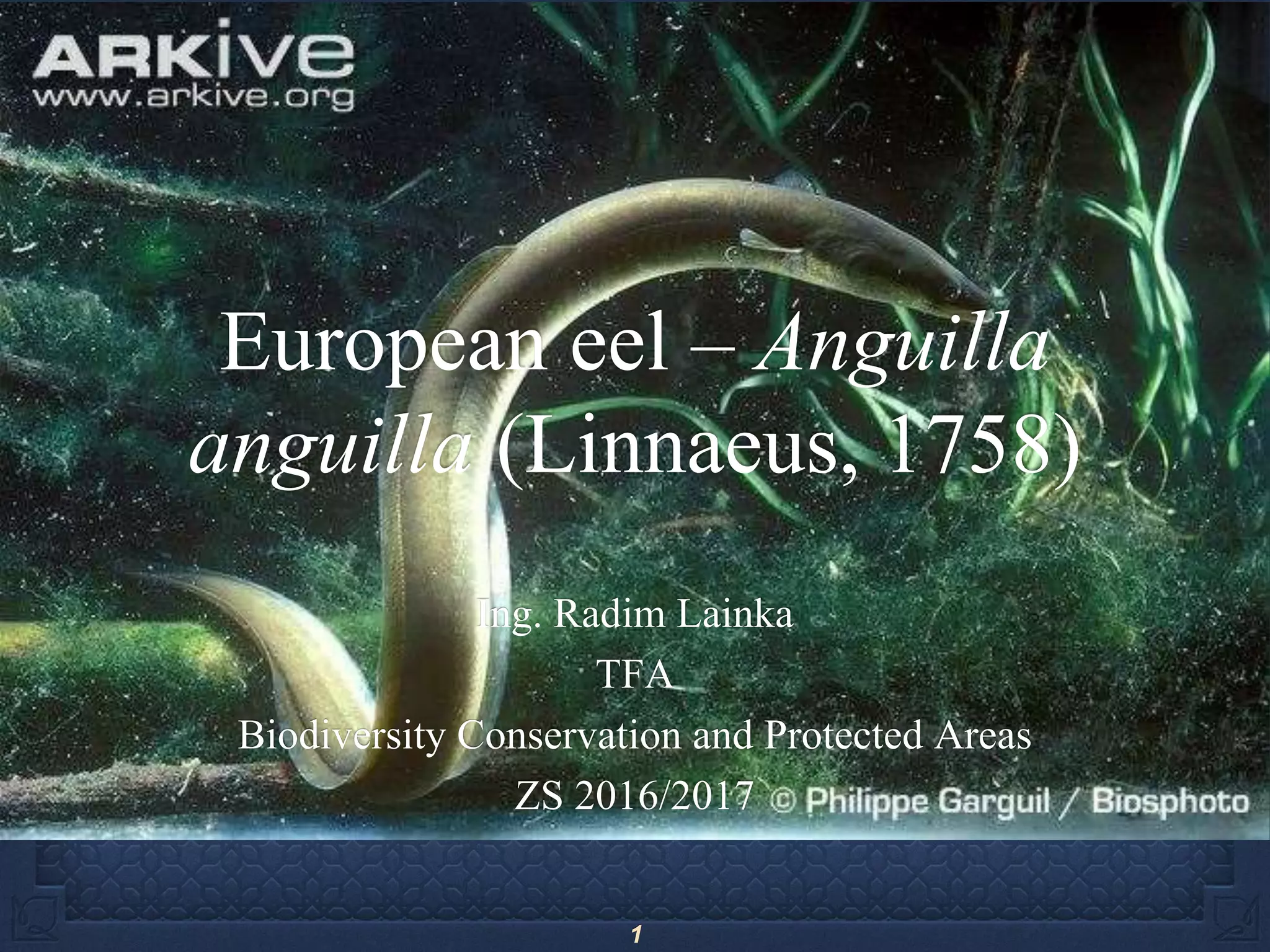 European eel | PPTX