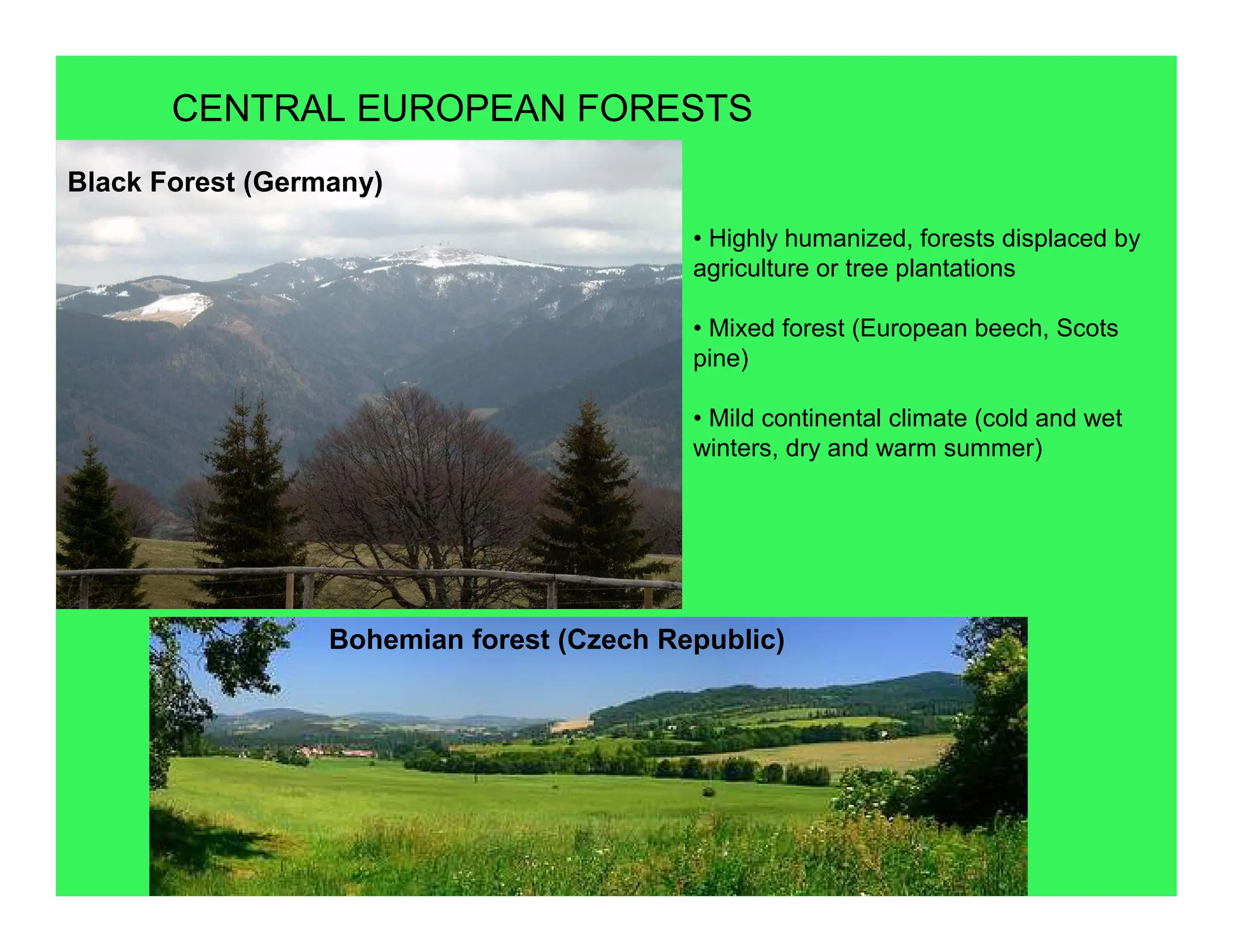 European forests a lecture on main forest types | PDF