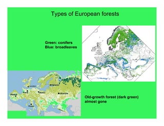European forests a lecture on main forest types | PDF