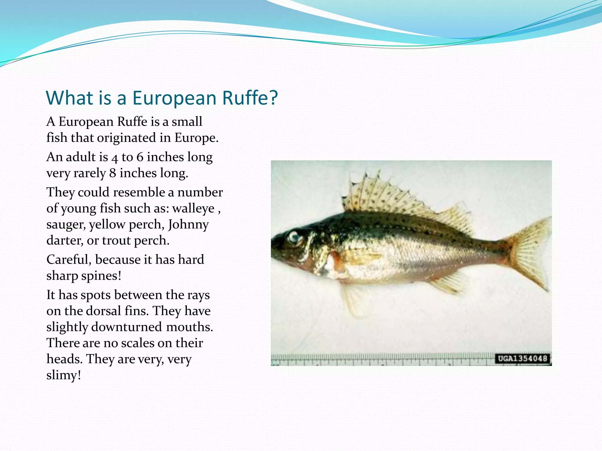 European ruffe.pptx claudia | PPTX | Fishing Sports | Sports