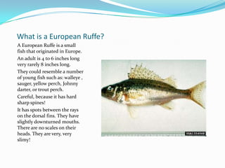 European ruffe.pptx claudia | PPTX | Fishing Sports | Sports