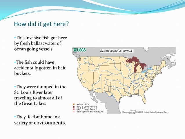European ruffe.pptx claudia | PPTX | Fishing Sports | Sports